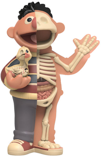 XXRay Plus : 9" Bert created by Jason Freeny, Jim Henson